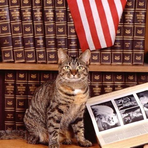 Example Foveated Image Given An Original Image A The Foveated Download Scientific Diagram Example Foveated Image Given An Original Image A The Foveated Download Scientific Diagram