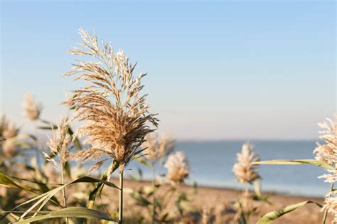 가벼운 파스텔 색상 대지 층 대자 씨앗으로 야외에서 드라이 리드 베이지 리드 잔디 팜파 잔디 추상적 인 자연 배경 무성 색으로