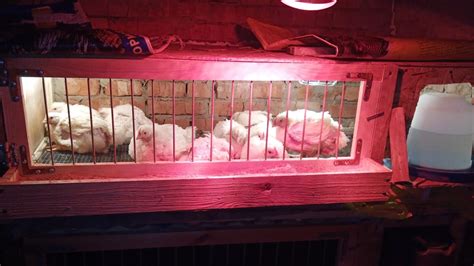 Дуже модна клітка для бройлерів своїми руками Youtube