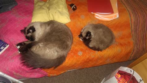 Same Age Different Genes Imgur