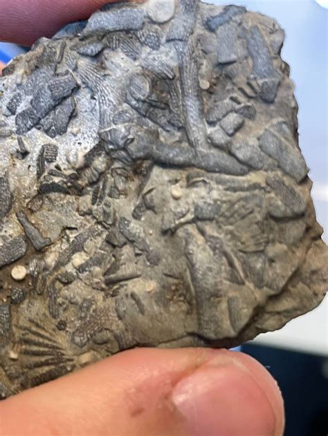 Fossils From Cretaceous Period From Lithuania Fossilhunting