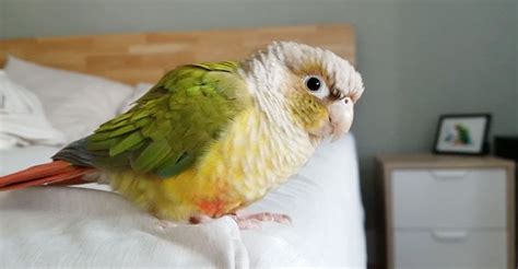 Droppings Detective Why Is Monitoring My Parrots Droppings Important