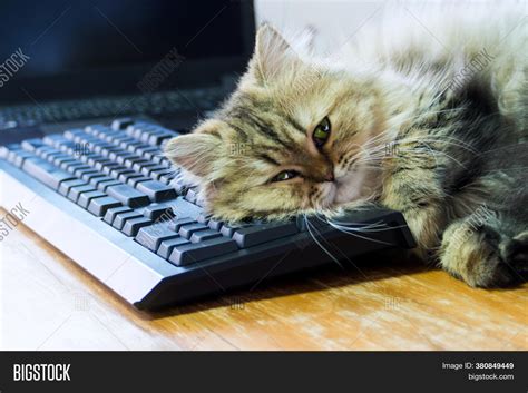 Lazy Chinchilla Image Photo Free Trial Bigstock