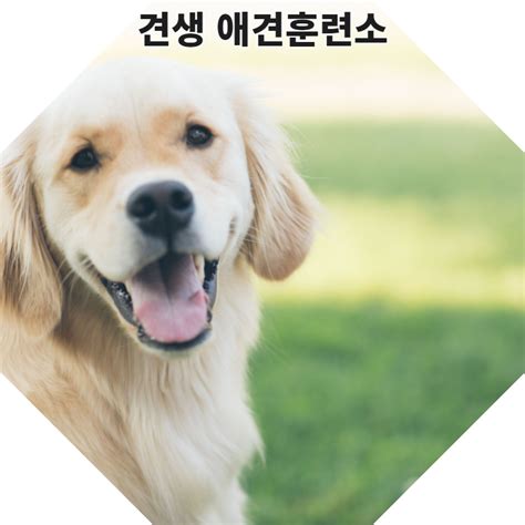 견생 애견훈련소 강아지 사료의 종류 알아보기 네이버 블로그 견생 애견훈련소 강아지 사료의 종류 알아보기 네이버 블로그