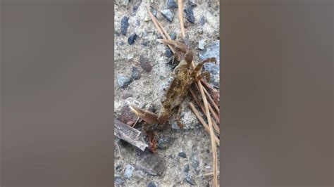 남해에서 게 거품을 봤어요 Youtube