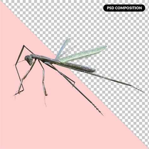Premium Psd Grasshopper Isolated 3d Rendering
