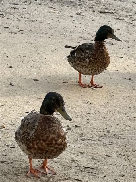 Is This An Intersex Duck Some Sort Of Hybridsubspecies Or Something