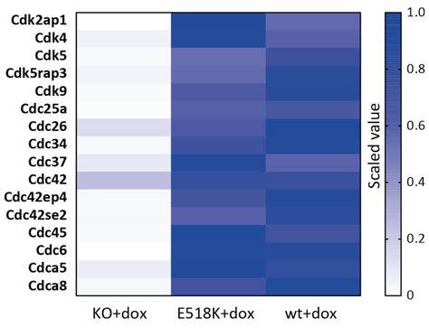 Upregulation Of Cyclin Dependent Kinases Cdks And Cell Division Cycle Download Scientific