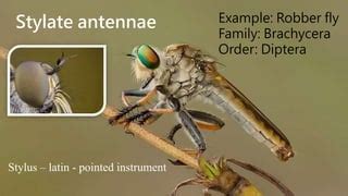 Different Types Of Insect Antennae Pptx