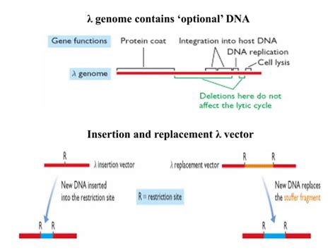 Expression Vectors And Bacteriophage Vectors Pptx