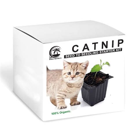 Palm Gardens Cat Nip Plant Seed To Catnip Seedling Home Grow Starter