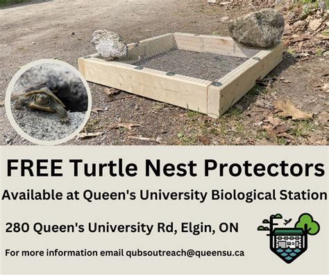 Qubs Turtle Nest Protection Program Queen S University Biological Station
