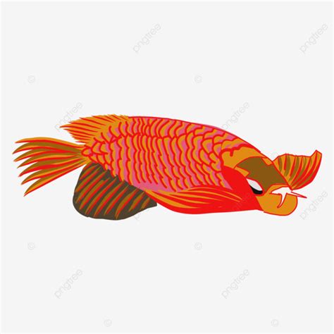 아로와나 물고기의 그림 벡터 영상 자연 생선 Png 일러스트 및 벡터 에 대한 무료 다운로드 Pngtree