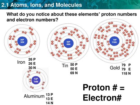 Sponge Set Up Cornell Notes On Pg Topic Ppt Download