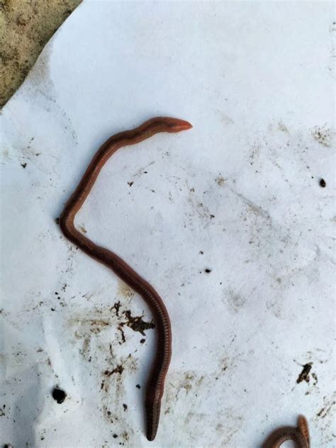 Eudrilus Eugeniae Live Earthworm Loose At Best Price In Tinsukia Id