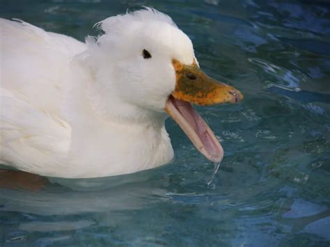 Duck Coughing Causes Symptoms And Solutions