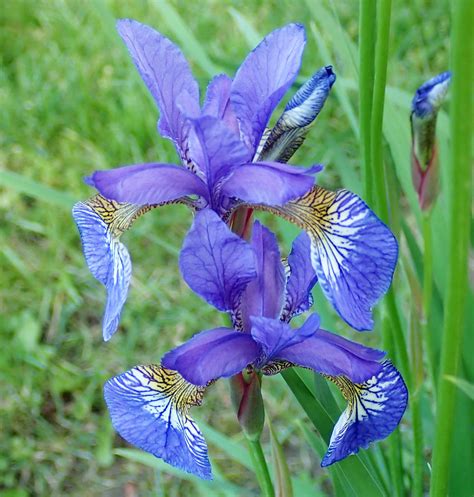 Iris Virginica Virginia Iris Newark Ohio Usa 21 A Photo On