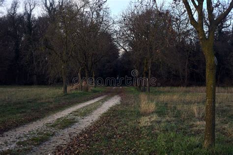 Path Between Rows Of Trees That Goes In A Forest In The Shade At Sunset Stock Image Image Of