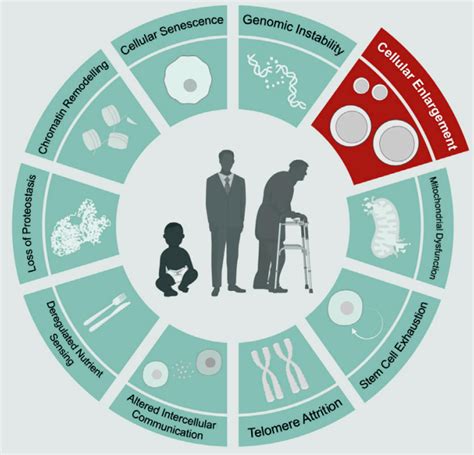 14种衰老模型的特点 诱导 相关 记忆