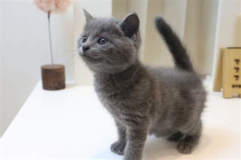 러시안블루구름