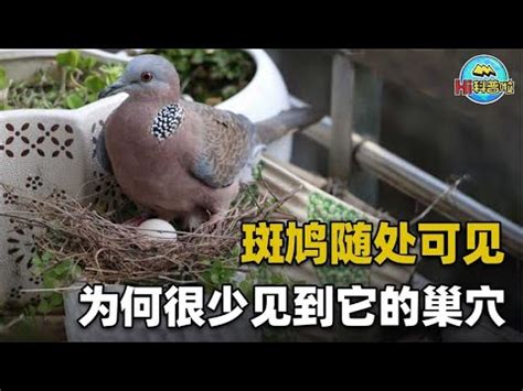 随处可见的斑鸠为何巢穴很少难道它们不会筑巢又为何说吃斑鸠危害很大Hi科普啦 YouTube