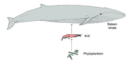 Food Web Worksheet High School