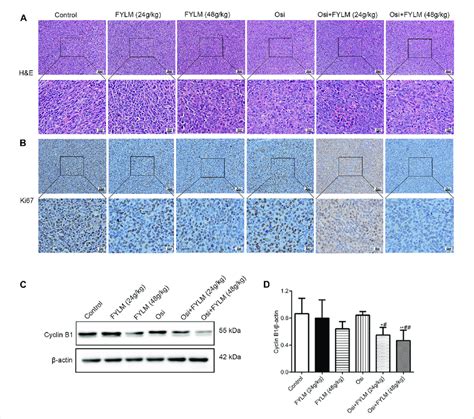 Fylm Combined With Osimertinib Regulates Cell Proliferation And Cell Download Scientific