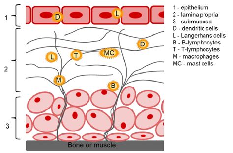 The Structure Of Oral Mucosa Download Scientific Diagram