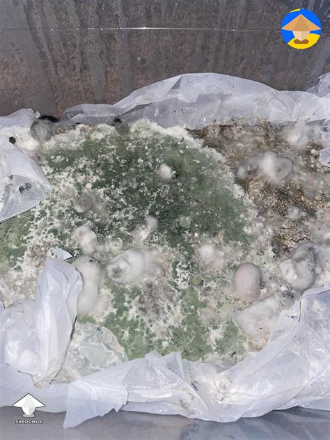 Trichoderma Green Mold Photos On Shroomok