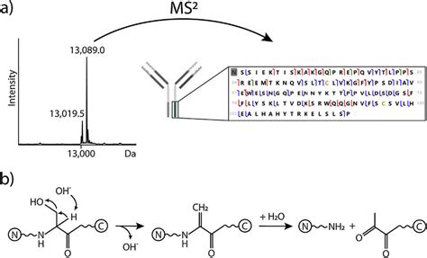 Ce Sds Cze Tdms Analysis Of A Reduced Fragment Of Stressed Mab 1 10 Download Scientific