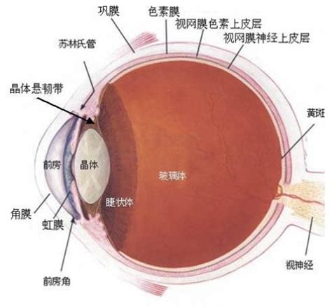 详解眼球结构图片介绍