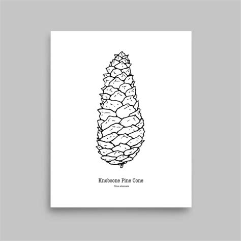 Knobpine Pine Cone Art Print Hand Drawn Botanical Ink Illustration