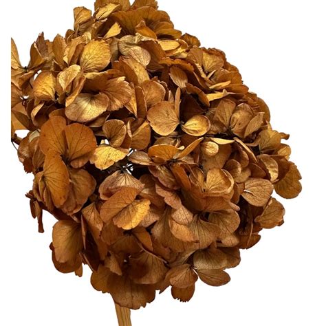 Preserved Hydrangea Brown 02 Preservedusa