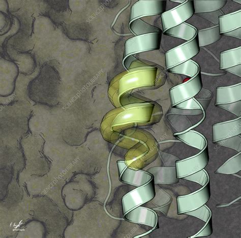 Pi Helix Secondary Structure Illustration Stock Image C056 9235 Science Photo Library