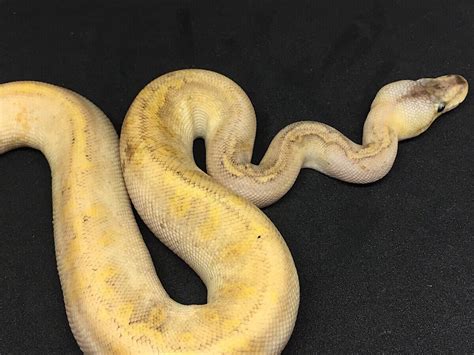 Morph List World Of Ball Pythons