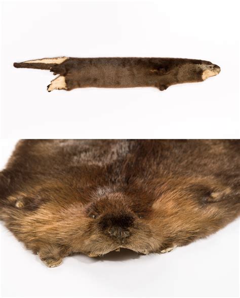 Sea Otter Fur