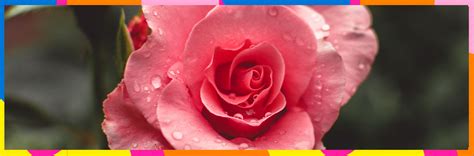 Benefits Of Rose Water And Unusual Ways To Use It