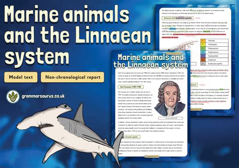 Year 6 Model Text Non Chronological Report Marine Animals And The