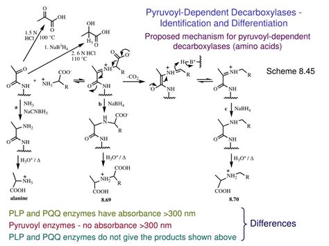Amino Acid For Decarboxylation At Jonathan Middleton Blog
