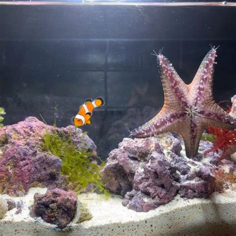 Live 10 Pack Macro Algae Sampler Macro Algae Macroalgae Coral For Saltwater Reef Tank