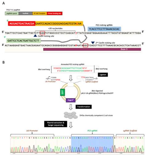 Reverting Tp53 Mutation In Breast Cancer Cells Prime Editing Workflow And Technical Considerations