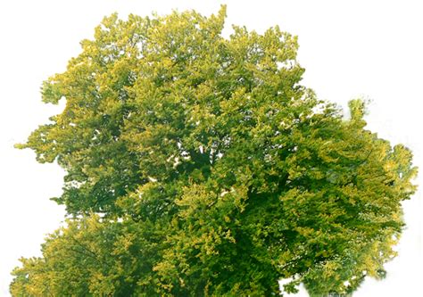 Top Tree Png Free Icons And PNG Backgrounds