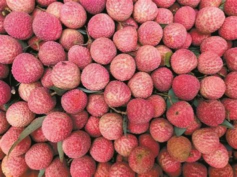 南山荔枝成“深圳手信”，未上市已被预订一空深圳新闻网