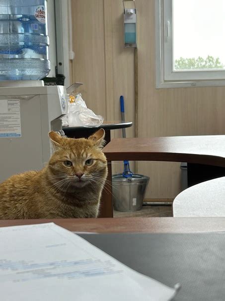 Рожа недовольная ЖКХ пришел оплачивать 2025 Всратые еблеты котов