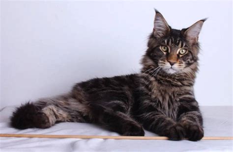 Породы кошек с человеческим лицом как называется порода фото