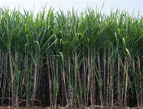 How To Grow Sugar Cane All You Need To Know