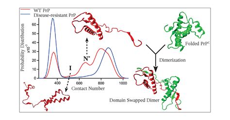 A Transient Intermediate Populated In Prion Folding Leads To Domain Swapping Biochemistry