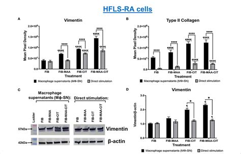 Quantification Of Fluorescent Ihc And Western Blot Of Ecm Proteins In Download Scientific