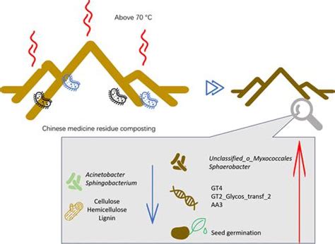 嗜热微生物菌剂对中药渣堆肥过程中粗纤维含量、碳水化合物活性酶基因及微生物群落的影响 Acs Omega X Mol