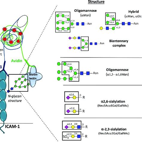 Proximity Ligation Assay Pla Schematic And Lectin Specificity Download Scientific Diagram